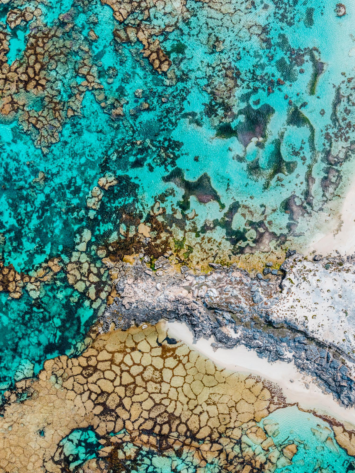 SW0819 - Salmon Bay – Salty Wings