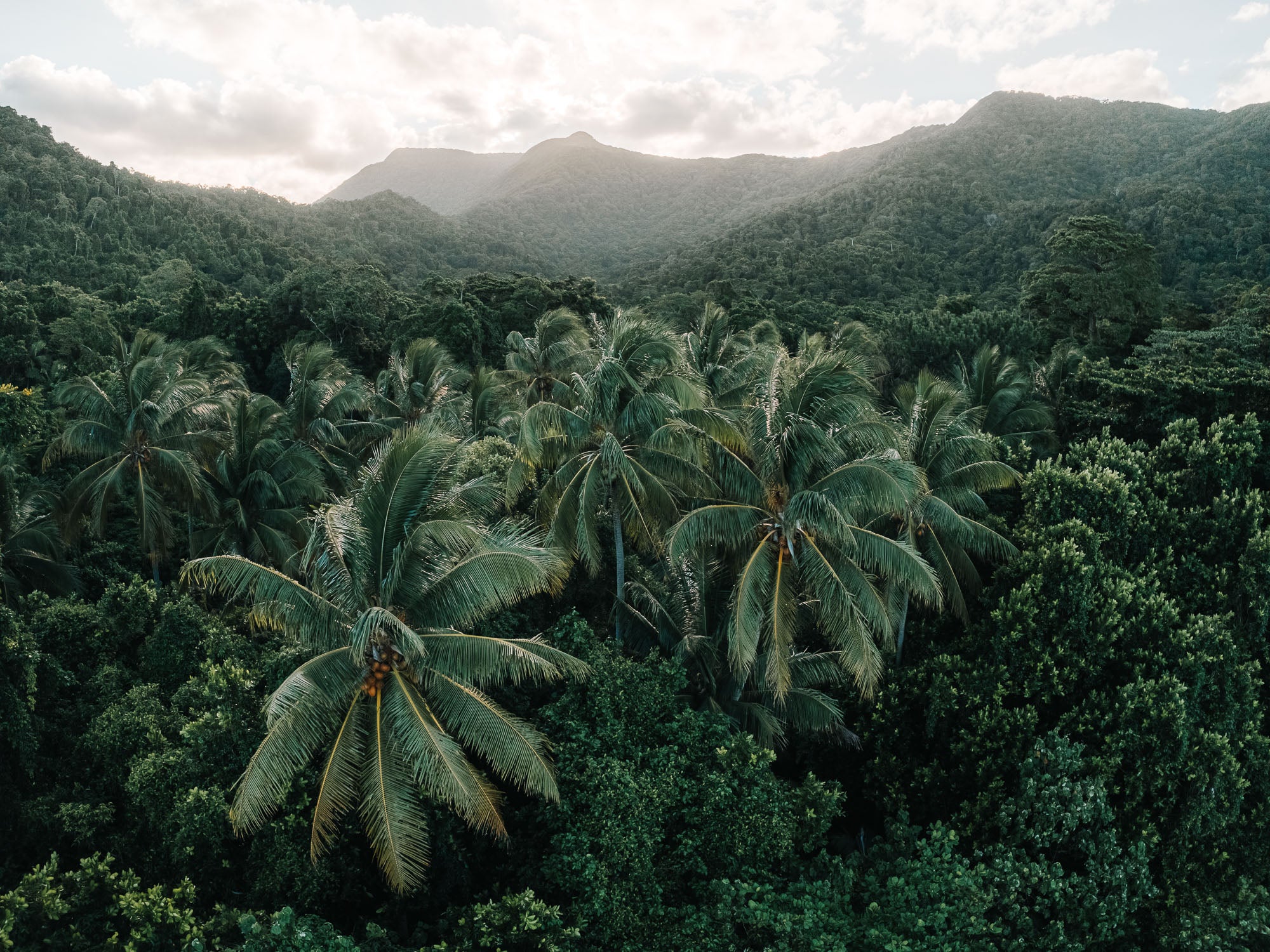 SW1834 - The Daintree Wall Art | Shop Coastal Photography Prints ...