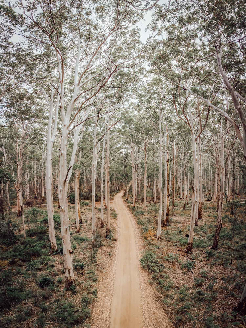 SW2171 - Boranup Forest Wall Art | Shop Coastal Photography Prints ...
