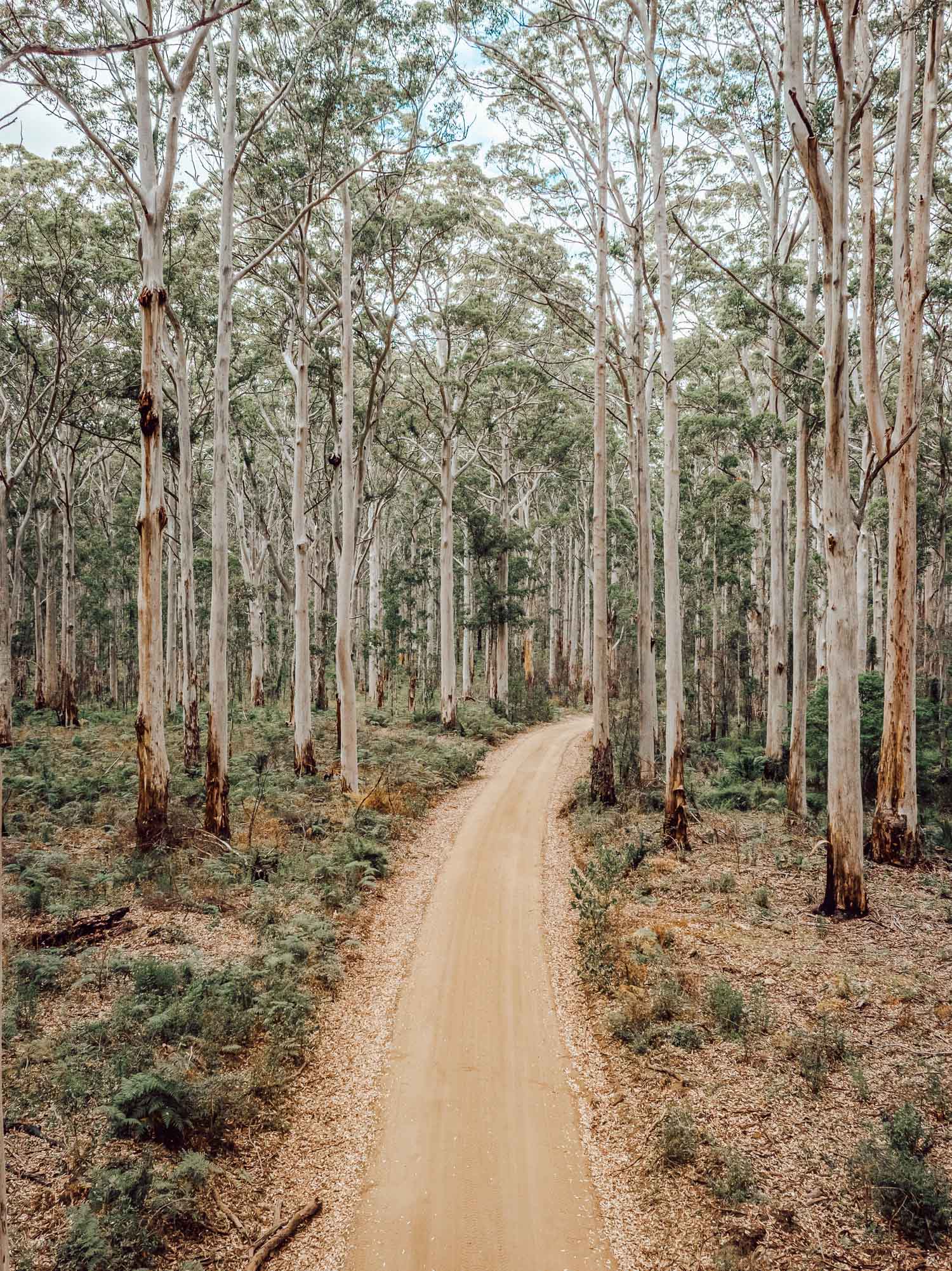 SW2172 - Boranup Forest Wall Art | Shop Coastal Photography Prints ...